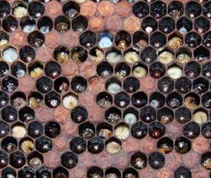 Understanding Foulbrood: American vs. European and How to Protect Your ...